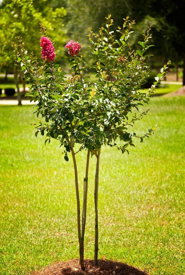 Crape Myrtle Tree stock image. Image of leaf, speciosa - 31992729