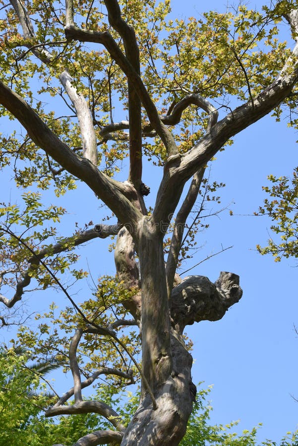 Crape Myrtle Trunk and Bark Stock Image - Image of closeup, crape ...