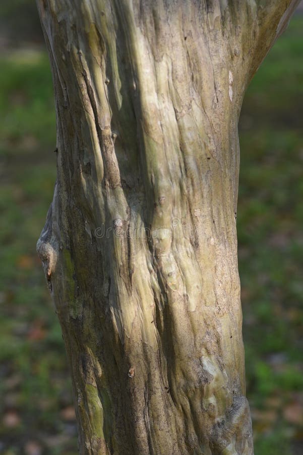 Crape Myrtle Trunk and Bark Stock Image - Image of japan, lagerstroemia ...
