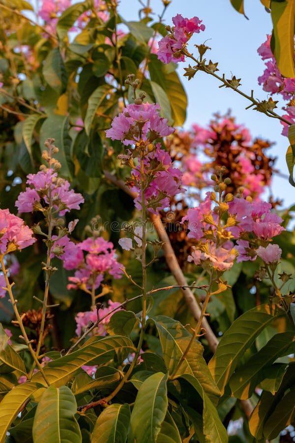 Crape-Myrtles Tree with Flowers Stock Photo - Image of plant ...