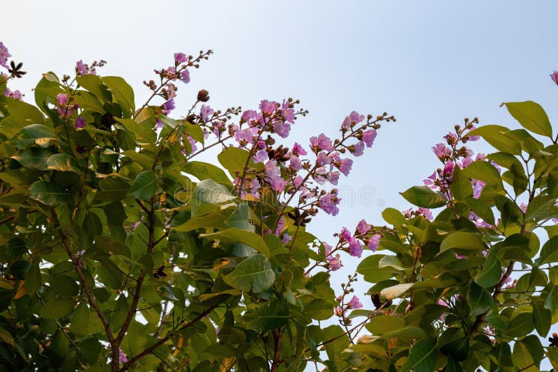 Crape-Myrtles Tree with Flowers Stock Photo - Image of angiosperms ...