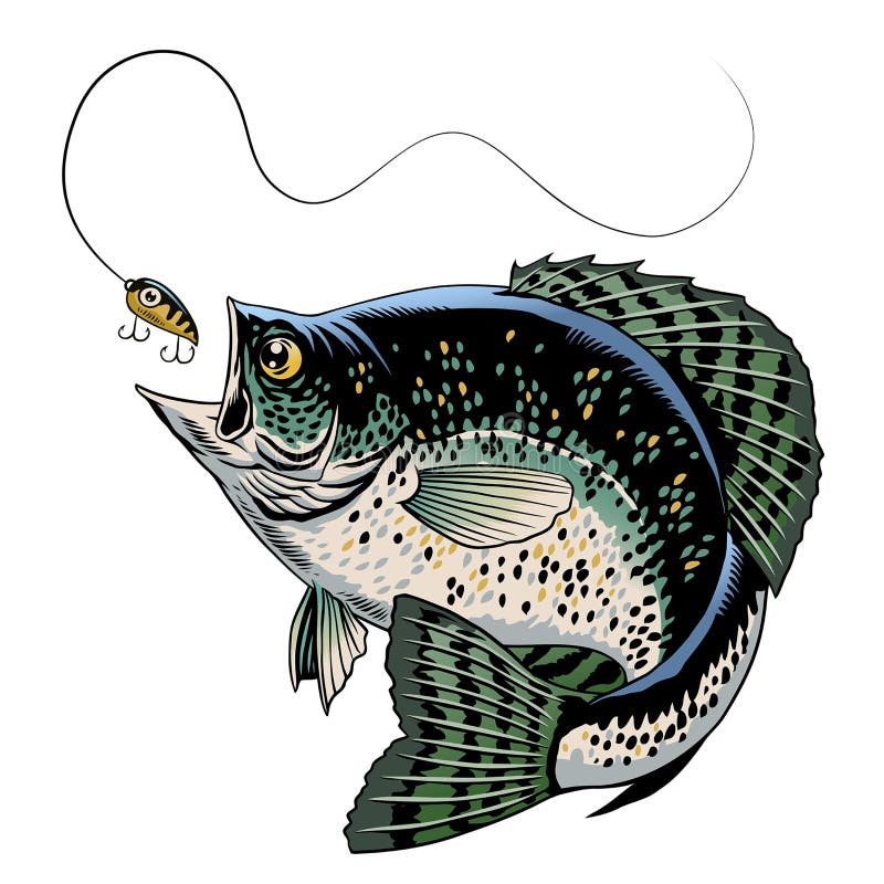 Crappie Fish Catching the Fishing Lure Stock Vector - Illustration of ...