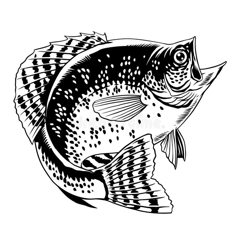 Crappie Fish Hand Drawn Illustration Black and White Stock Vector ...