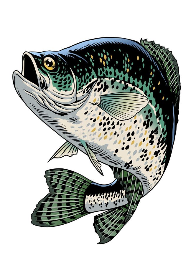 Crappie Fish Vintage Hand Drawn Illustration Stock Vector ...