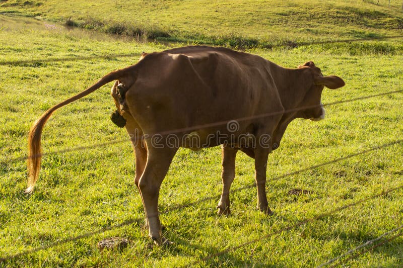Milk Cow Pooping Stock Photos - Free & Royalty-Free Stock Photos from ...