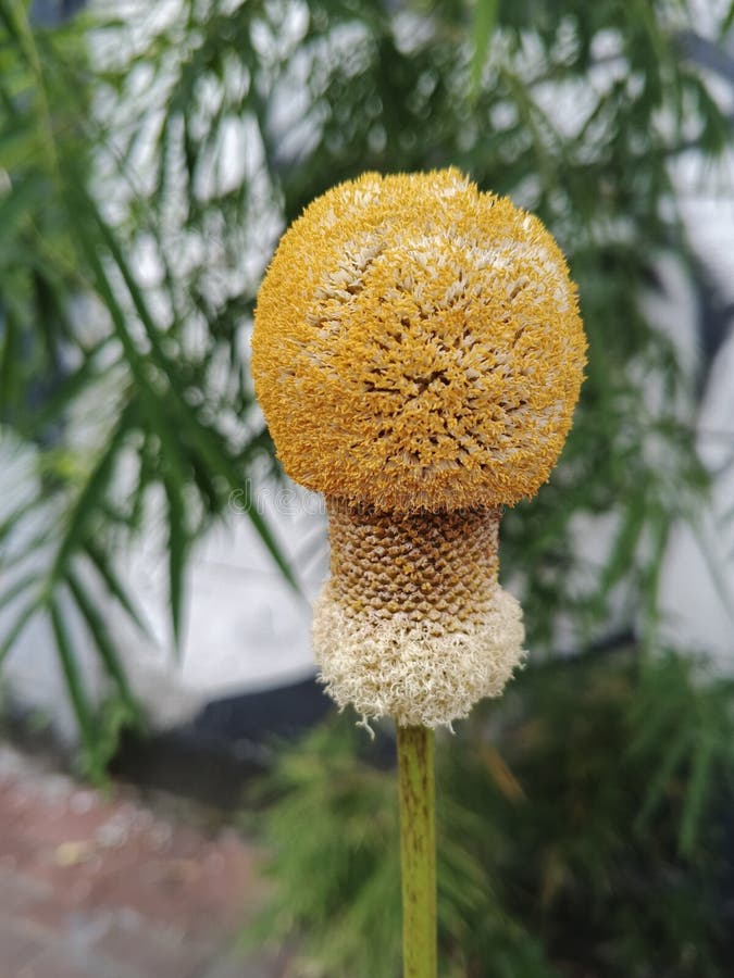 Craspedia flower/sun ball stock photo. Image of button - 377698442