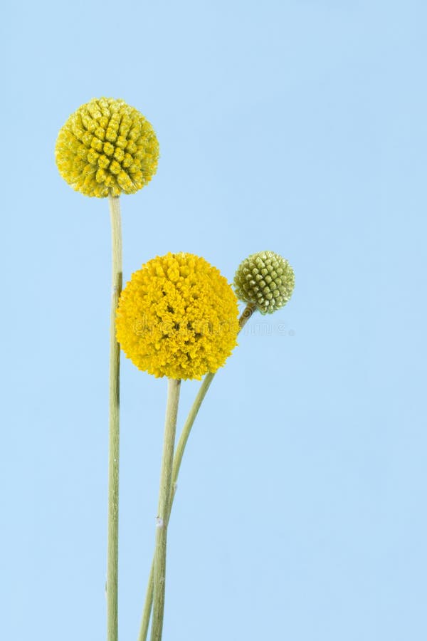 Drumstick Flower Blossoms, Craspedia Globosa, Sky Blue Background Stock ...