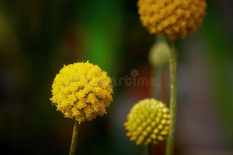 Craspedia Globosa `Golf Beauty` Stock Image - Image of ball, blooming ...