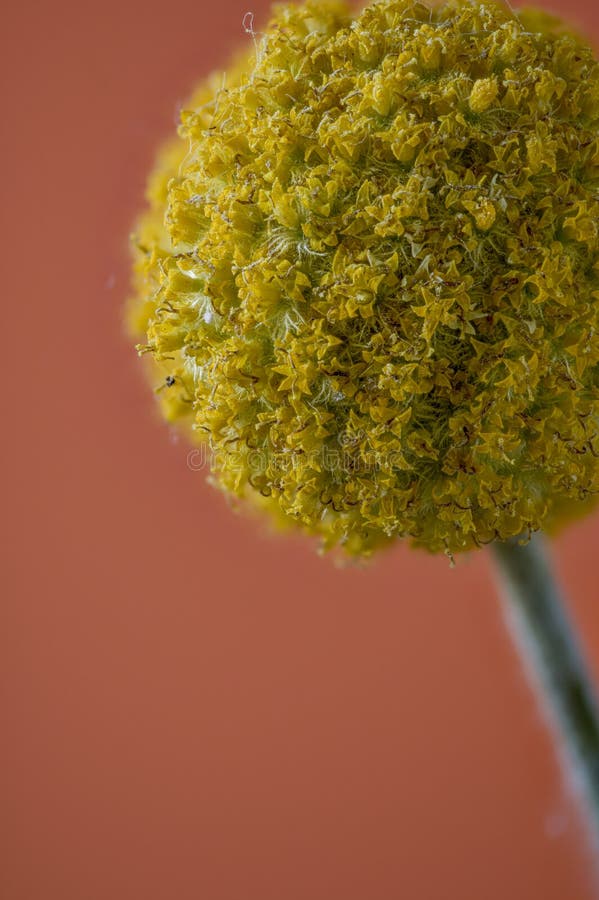 Compound Capitulum Stock Photos - Free & Royalty-Free Stock Photos from ...