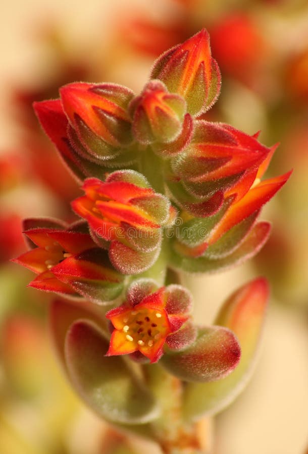 Crassula flowers stock photo. Image of succulent, ornamental - 13529278