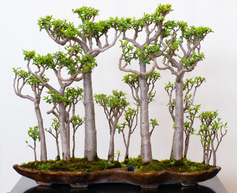 Baobab Bonsai