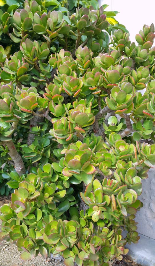 Crassula or Money Tree Succulent Plant Stock Image - Image of foliage ...