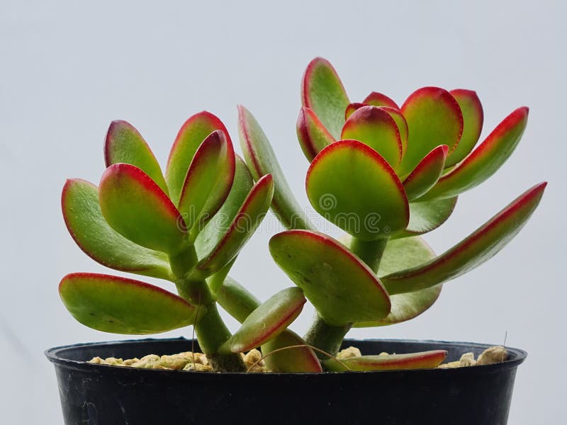 Crassula Ovata Botany Bay Jade Imagem de Stock - Imagem de suculento ...