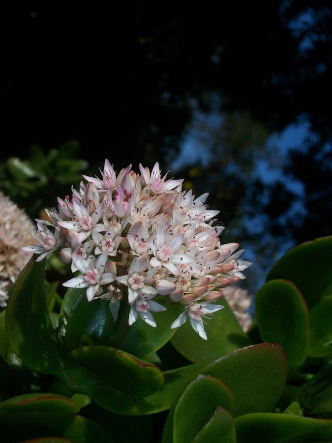 Crassula ovata flower stock image. Image of arctotis - 77193305
