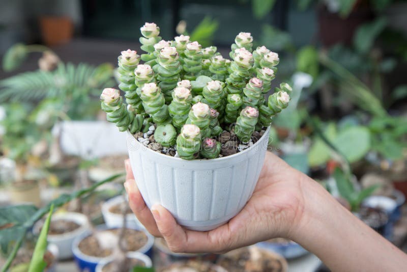 Crassula Perforata `String of Buttons` , Succulent Plants in White Pots ...
