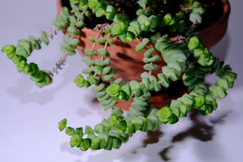 Crassula Perforata or String of Buttons, Top View, Close Up. Care and ...