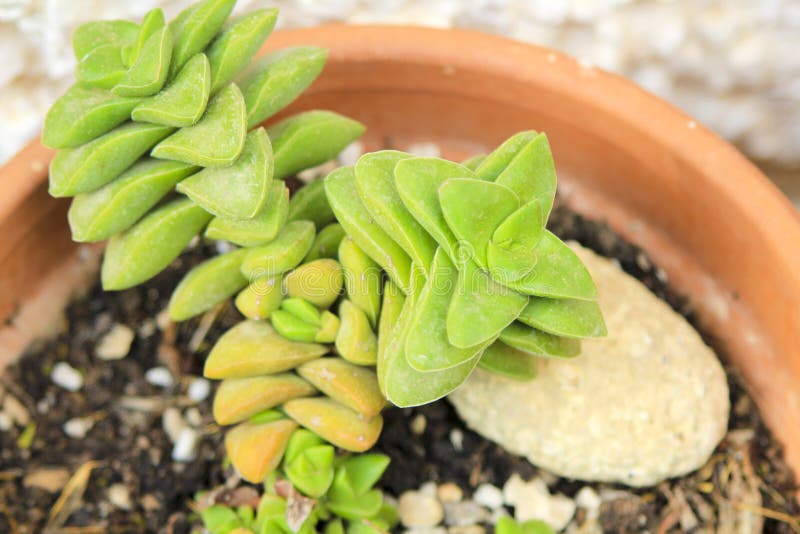 Crassula Rupestris Plant in the Garden Stock Image - Image of foliage ...