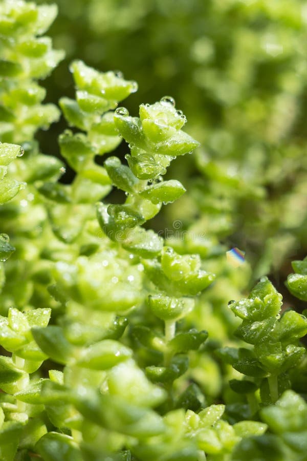 Crassula Rupestris, Type of Succulent Plant from the Genus Crassula ...