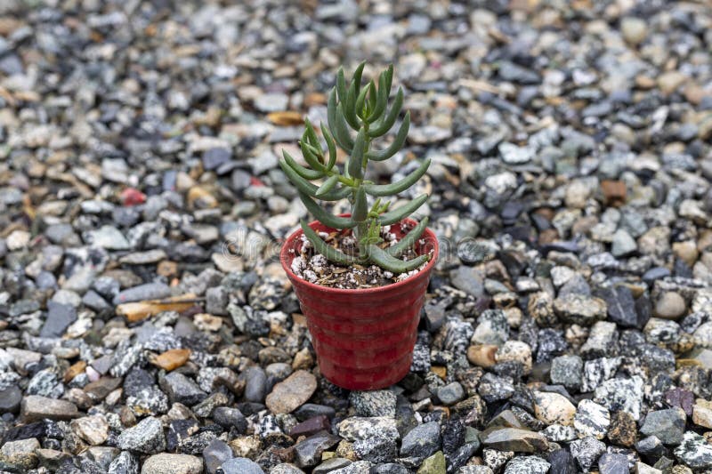 Crassula Tetragona Also Know As Miniature Pine Tree Succulent Plant in ...