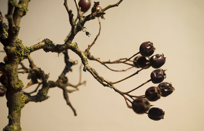 Conker tree germination stock image. Image of plant, horse - 69609219