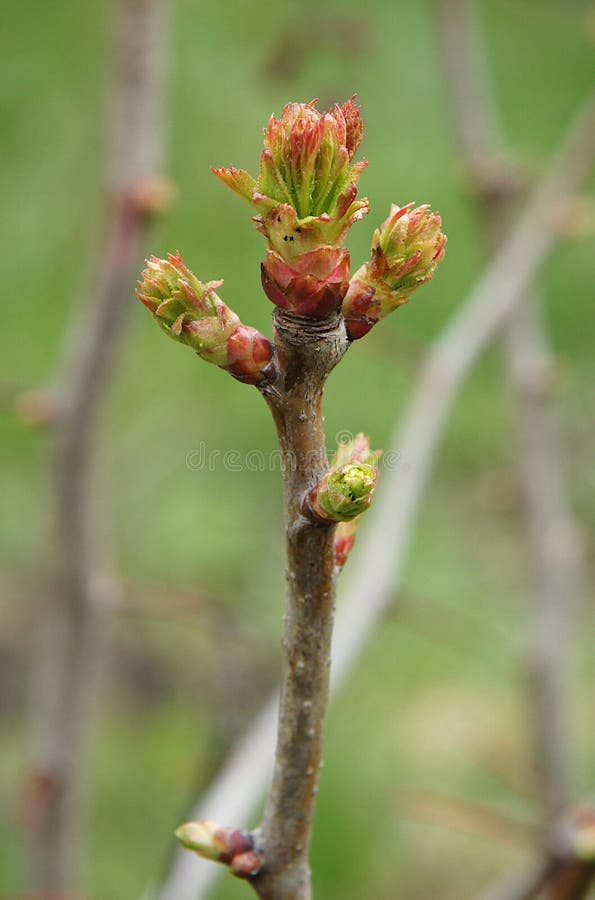 Crataegus Buds in Early Spring Stock Photo - Image of botany, macro ...