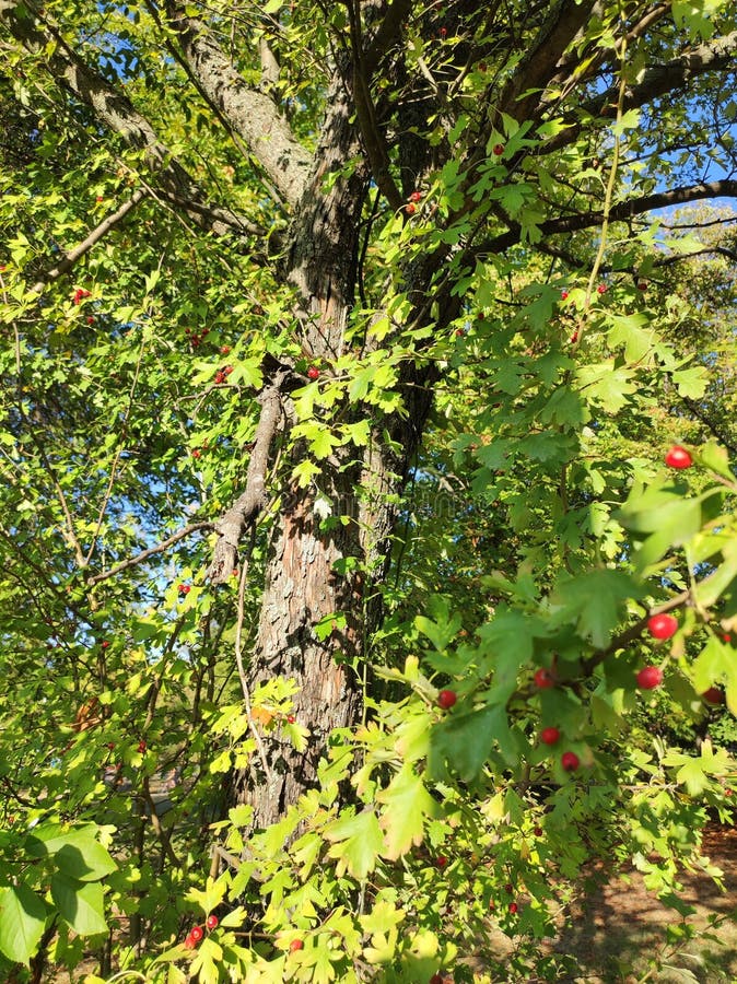 Crataegus (Hawthorn) Tree with Red Fruit and Green Leaves Stock Photo ...
