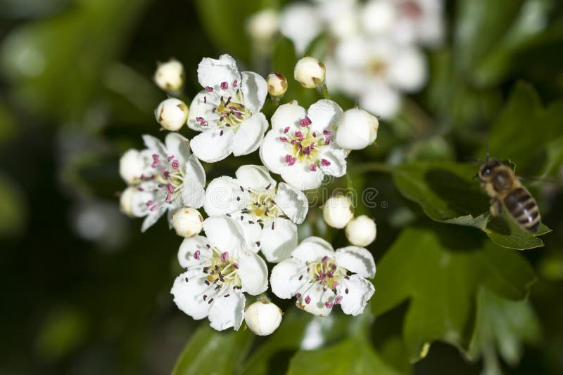 Crataegus laevigata stock image. Image of mayflower, insect - 14386729