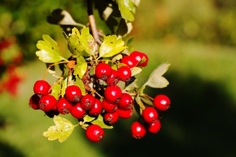 Crataegus Laevigata stock image. Image of hawthorn, medicin - 17171883