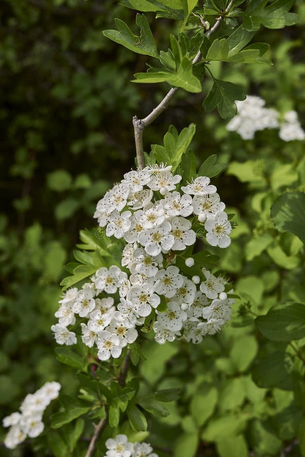 Crataegus Monogyna in Bloom Stock Photo - Image of green, mother: 191630596