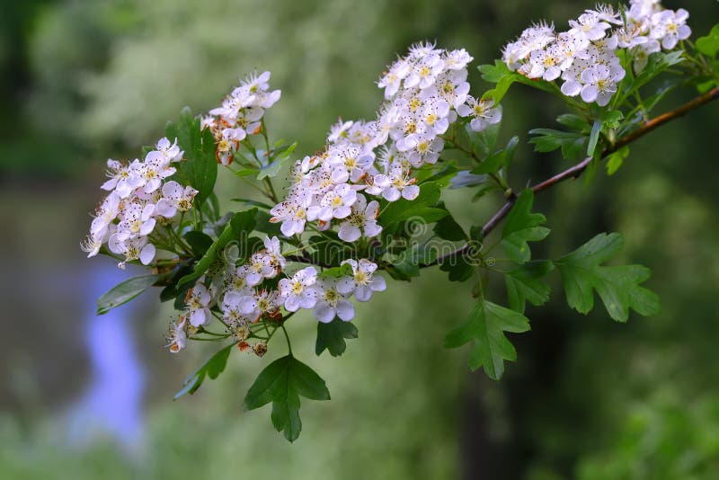 Crataegus monogyna Jacq. stock image. Image of inflorescence - 93638049