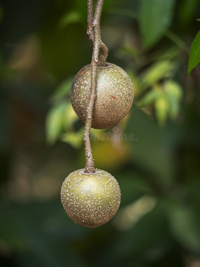 Crataeva fruit on the tree stock photo. Image of chlorophyll - 246093830