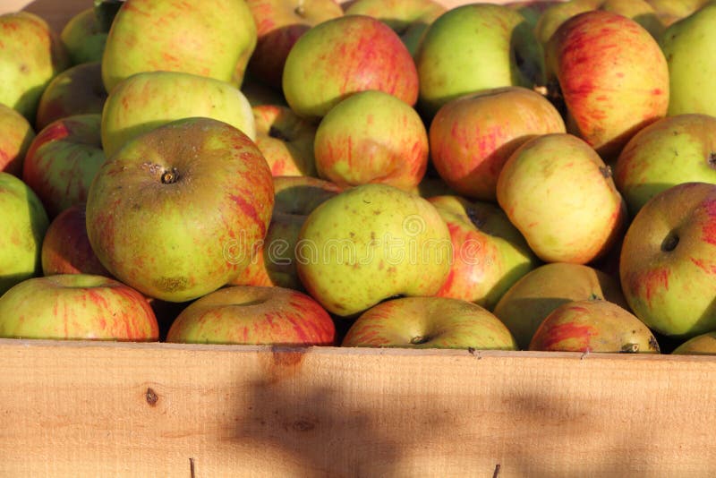 Crate of apples stock photo. Image of health, crop, food - 93892480