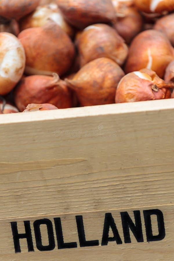 Crate with Dutch Flower Bulbs Stock Photo - Image of horticulture ...