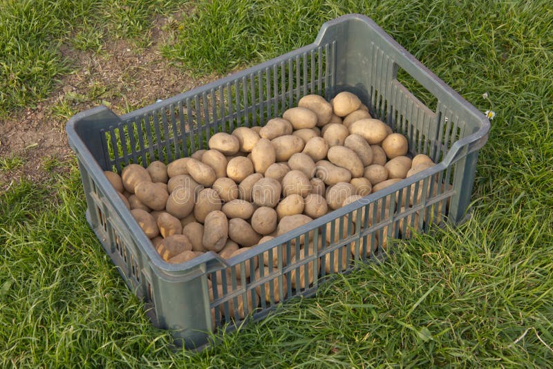Potatoes Crate on the Grass Stock Image - Image of grass, agriculture ...