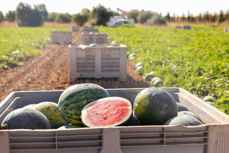 Crate with Harvest of Watermelons on Farm Field in Summer Stock Image ...