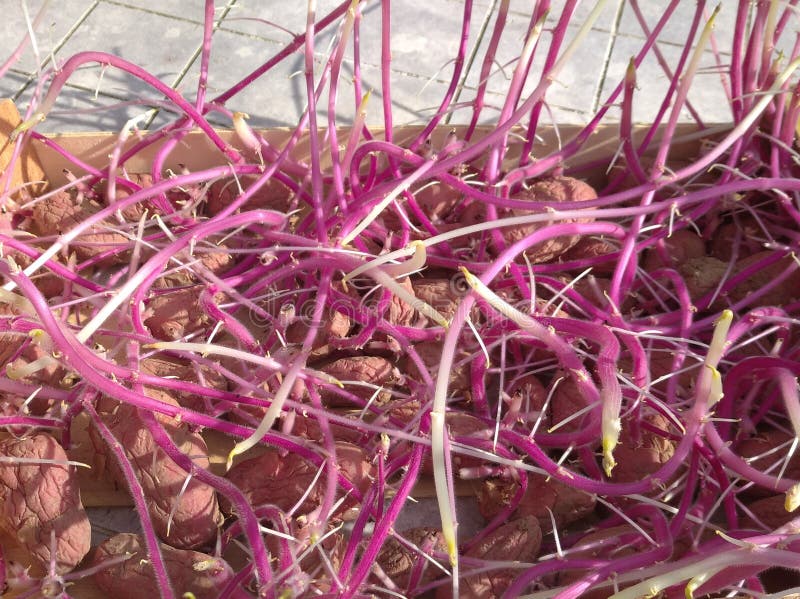 Crate of sprouted potatoes stock photo. Image of tangled - 173749372