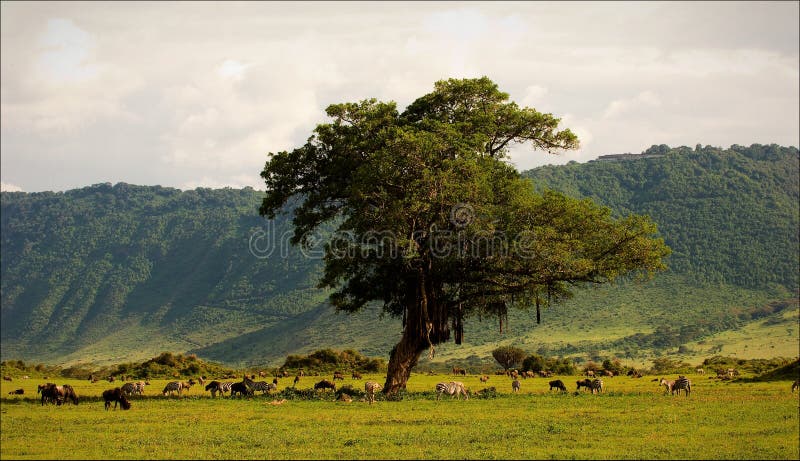 In a Crater of Ngoro Ngoro. Stock Photo - Image of outdoor, reserve ...