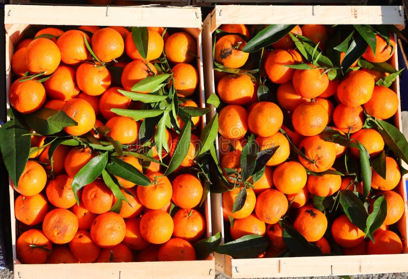 Crates of Clementines and Tangerines with Leaves on Display at the ...