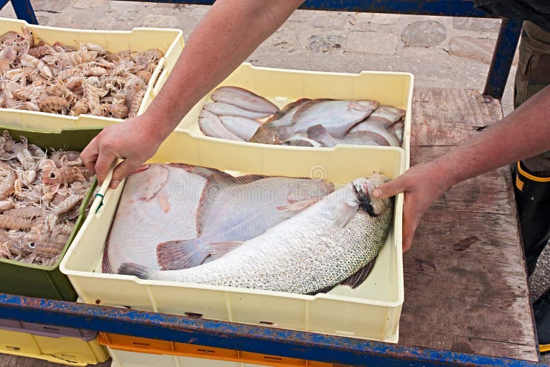 Crates of Freshly Caught Fish Stock Image - Image of fishing, crate ...