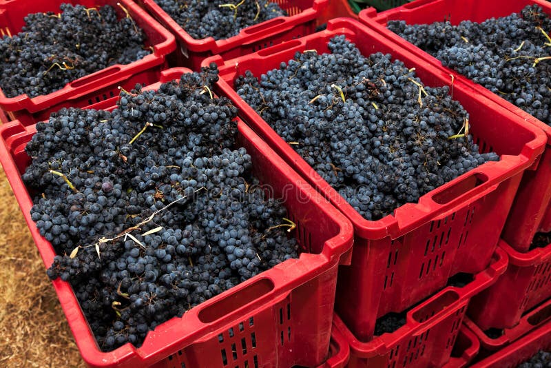 Crates full of grapes stock image. Image of healthy, grape - 28419759