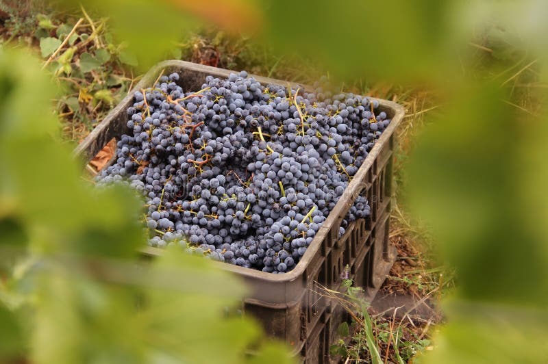 Grape Crates on a Wine Farm in the Cederberg Region Stock Image - Image ...