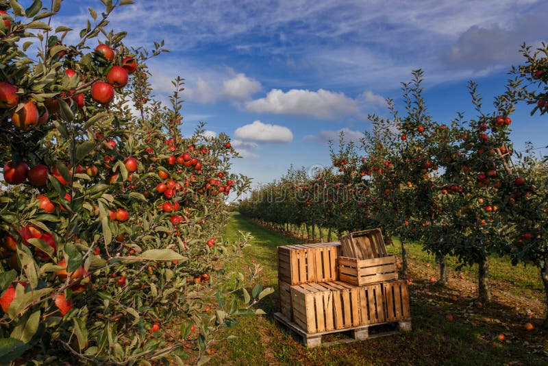 Crates in Apple Orchard with Trees Ready for Harvest Stock Image ...