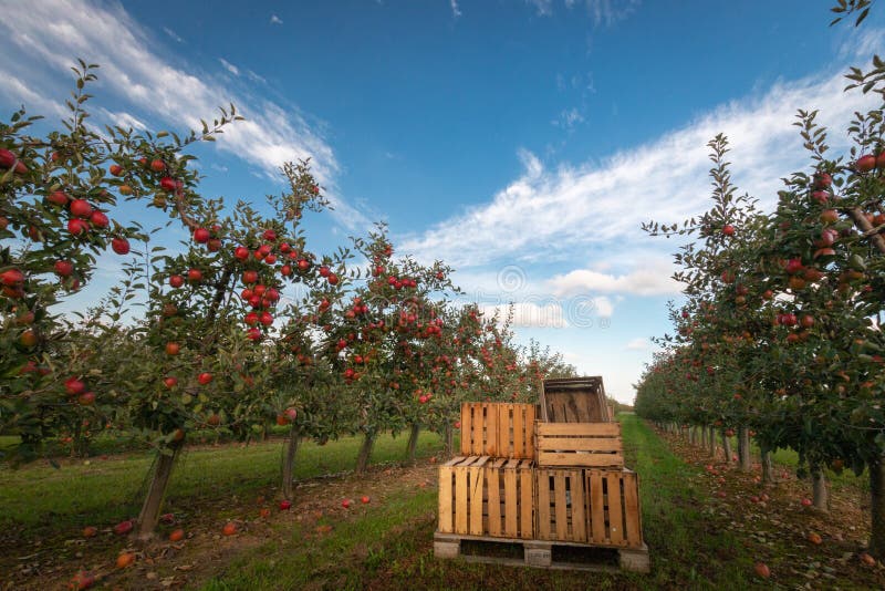 Crates in Apple Orchard with Trees Ready for Harvest Stock Image ...