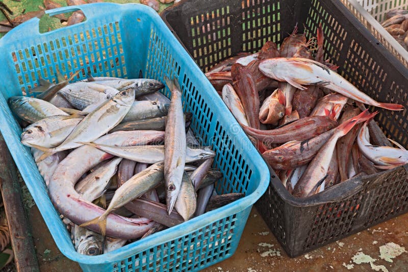 Crates of sea fish stock image. Image of fresh, italian - 51519745