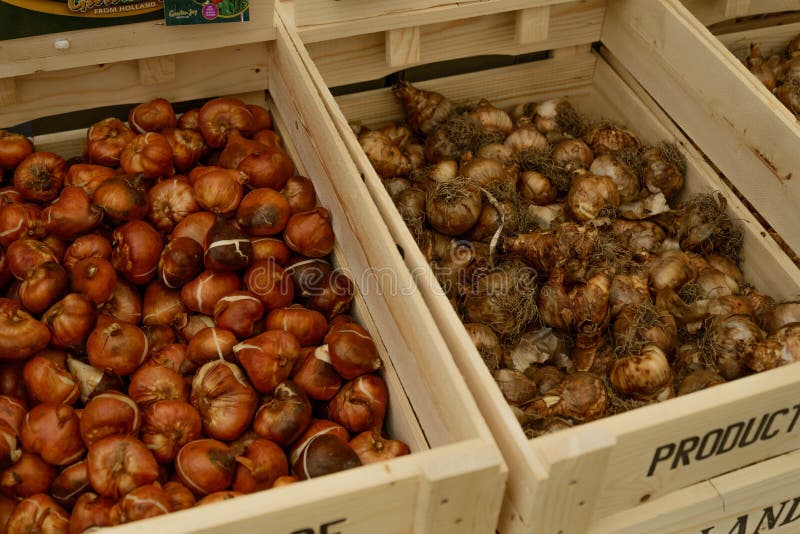 Crates of tulip bulbs stock image. Image of colorful - 44736289