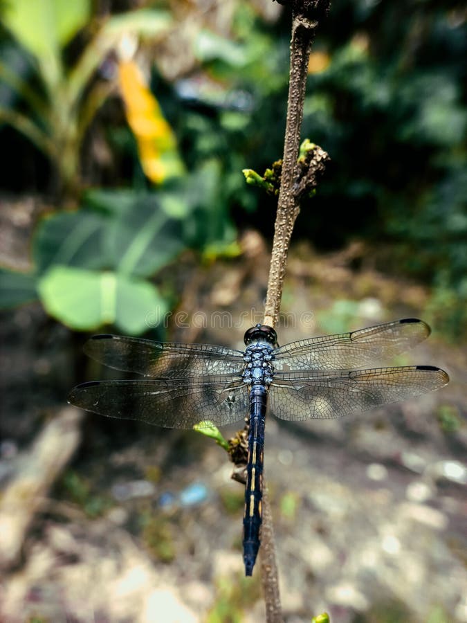 Cratilla is a Genus of Dragonfly in the Family Libellulidae Stock Photo ...