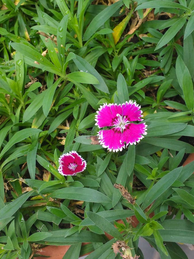 Cravina Dianthus Chinensis Flowers Stock Image - Image of cute, fresh ...