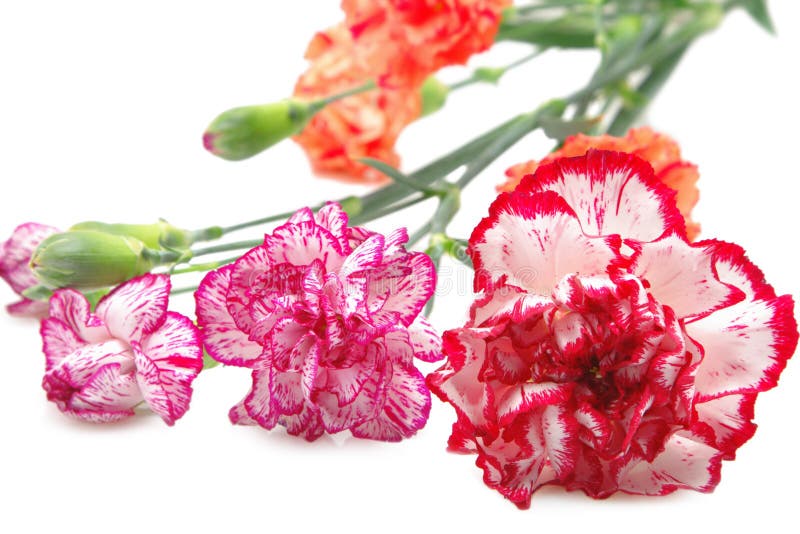 Cravos coloridos foto de stock. Imagem de planta, pétalas - 716192