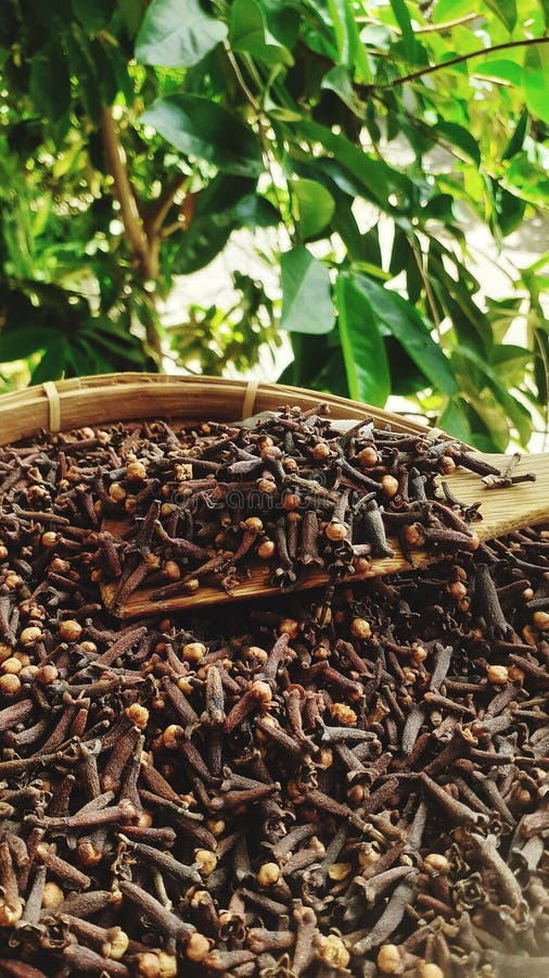 Cravo Preto Com Muitas Propriedades Imagem de Stock - Imagem de flor ...