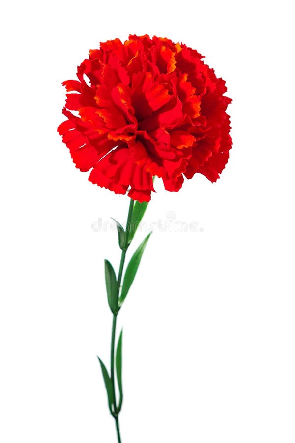 Cravo. Uma Flor Artificial. Flor Vermelha De Cravo Isolada Em Branco ...